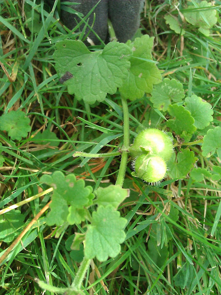 creeping charlie gall? | Project Noah