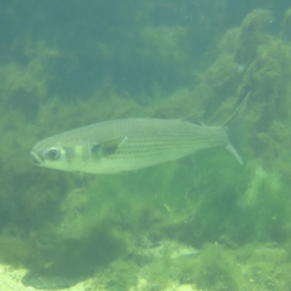 striped mullet | Project Noah