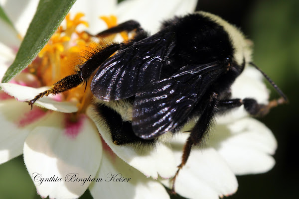 Yellow-faced Bumblebee | Project Noah