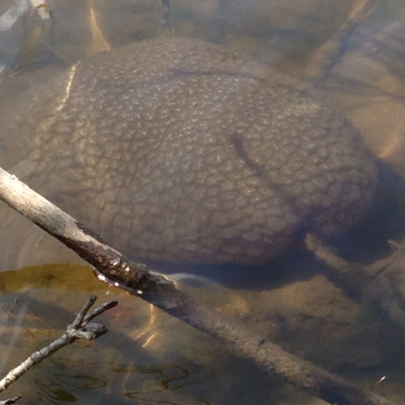 Freshwater Bryozoa | Project Noah