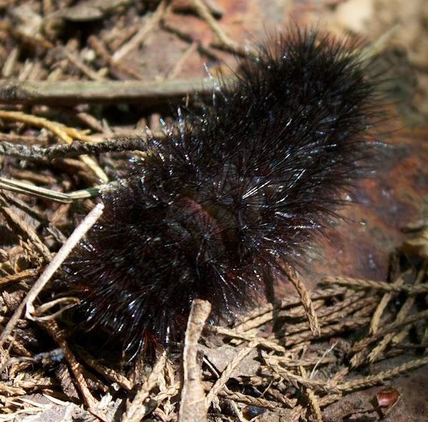 Giant Leopard Moth Caterpillar | Project Noah