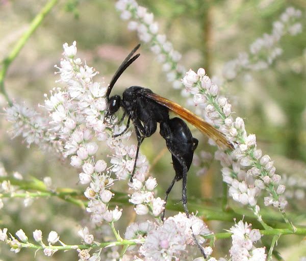 Tarantula hawk (male) | Project Noah