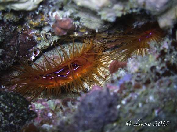 Electric Flame Scallop | Project Noah