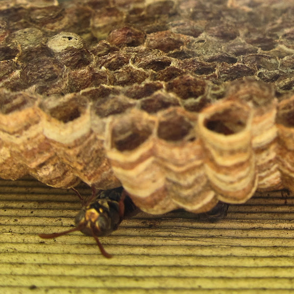 Brown Large Paper Wasp | Project Noah