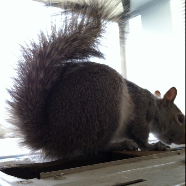 Eastern Gray Squirrel | Project Noah