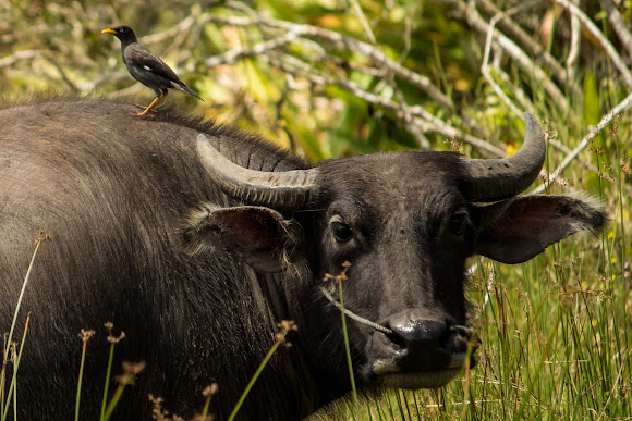 Carabao | Project Noah