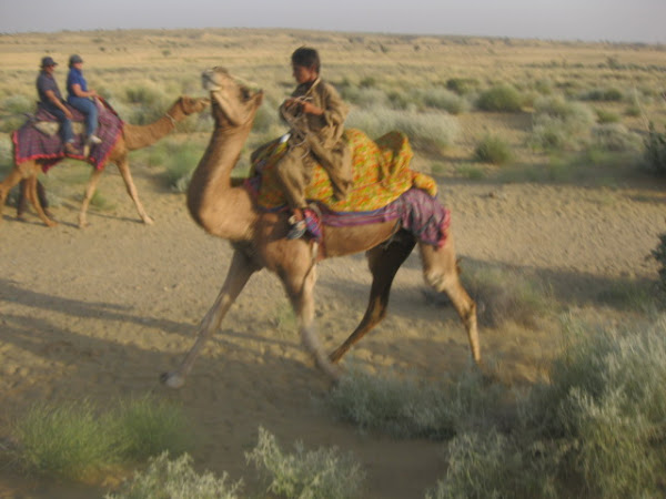 camel | Project Noah