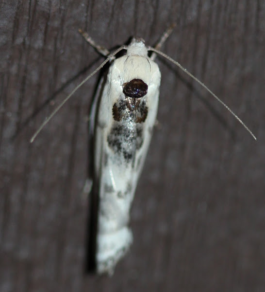 bird drop mimic moth | Project Noah