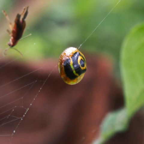Ringed Tortoise Beetle / Golden Target Beetle | Project Noah