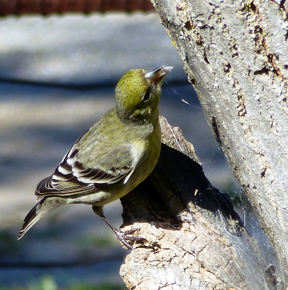 Lesser Gold Finch | Project Noah