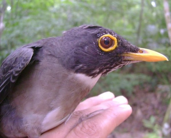 White throated thrush | Project Noah