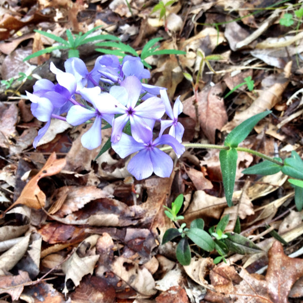 Woodland Phlox | Project Noah