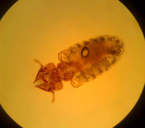 Feline Chewing Louse | Project Noah