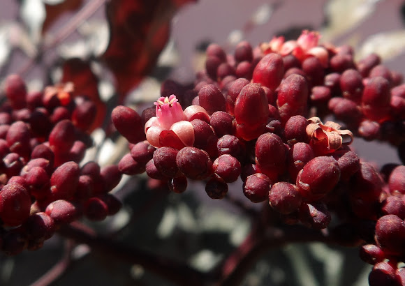 Léia-rubra - flowers | Project Noah