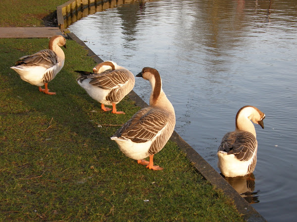 Chinese Swan Goose | Project Noah