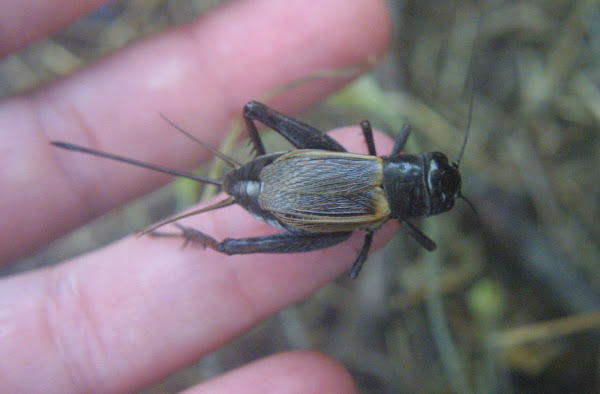 Fall Field Cricket, female | Project Noah