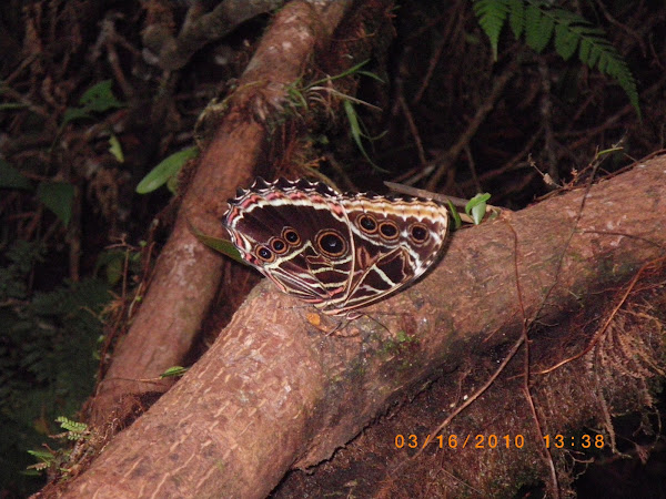 Scarce Morpho | Project Noah