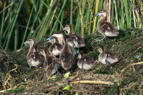 Silver Teal chicks | Project Noah