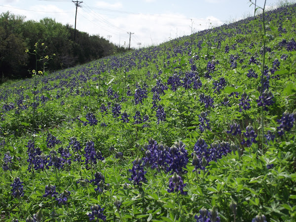 More Texas Bluebonnets | Project Noah