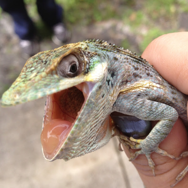 Cuban Knight Anole | Project Noah