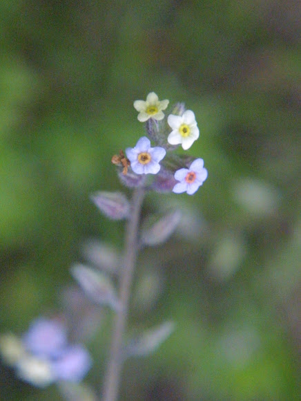 Changing Forget-me-not | Project Noah