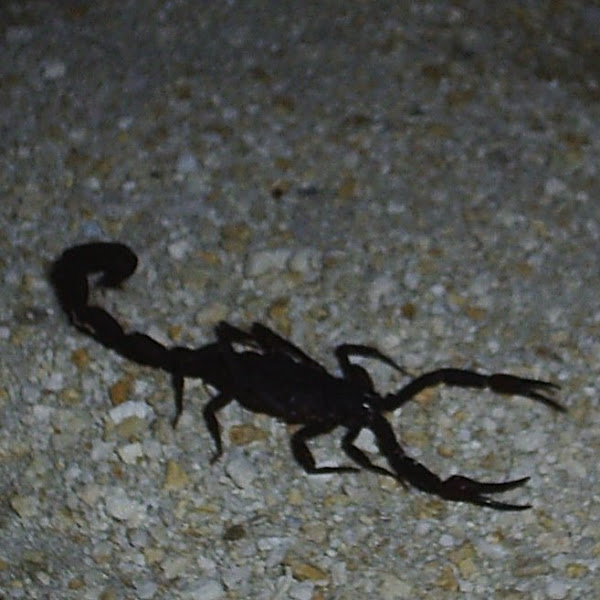 Florida Bark Scorpion | Project Noah