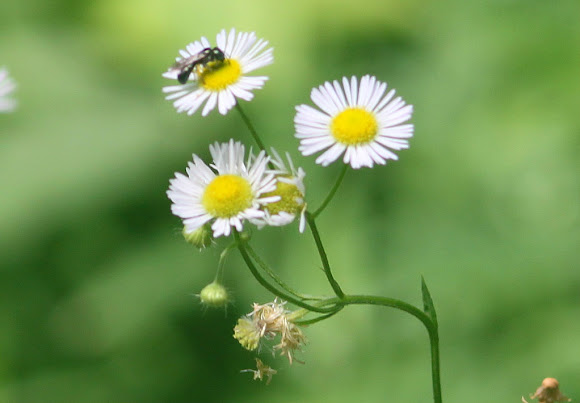 Hairy Aster | Project Noah