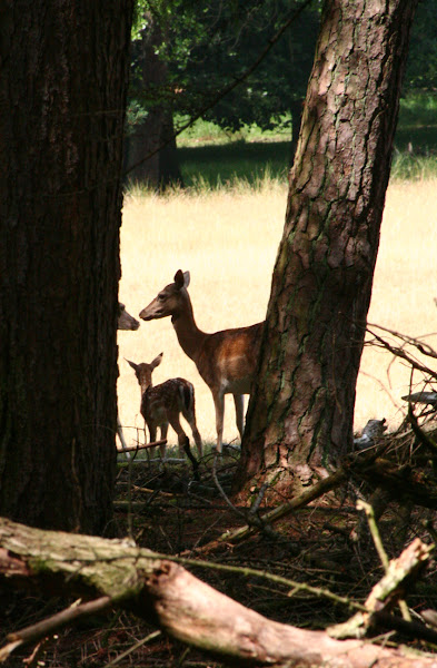 Fallow deer | Project Noah