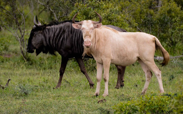 Blue Wildebeest | Project Noah