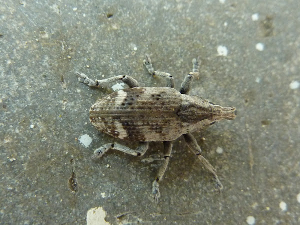 True Weevils or Snout beetles | Project Noah