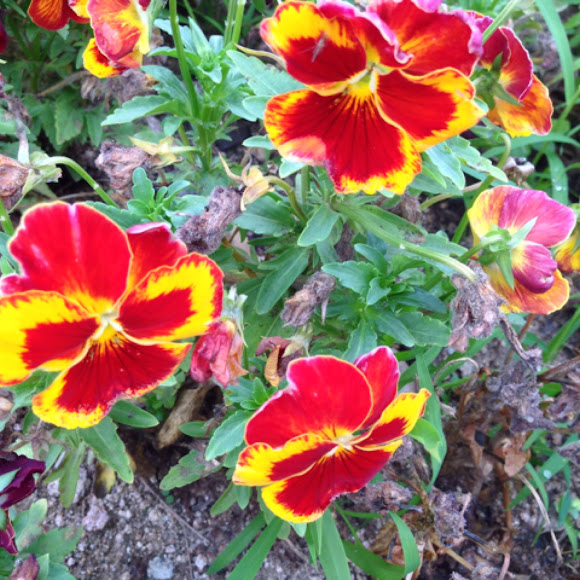 Spotting | Project Noah