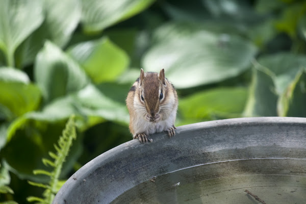 Eastern chipmunk | Project Noah