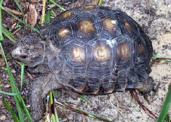 turtle | Project Noah