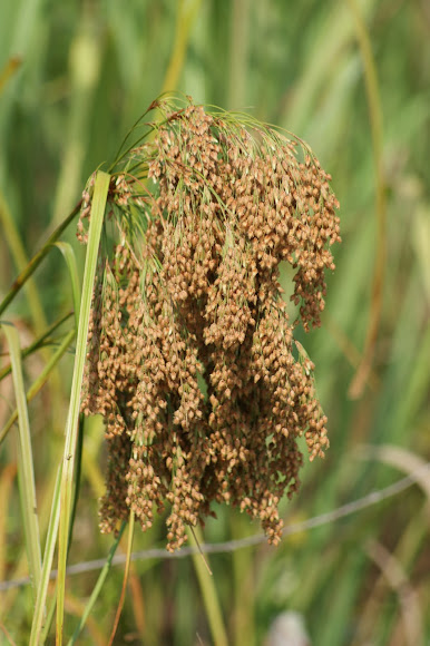 Wool Grass | Project Noah