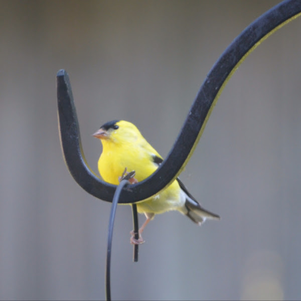 American Goldfinch | Project Noah