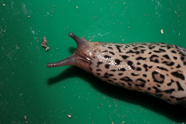 Leopard Slug | Project Noah