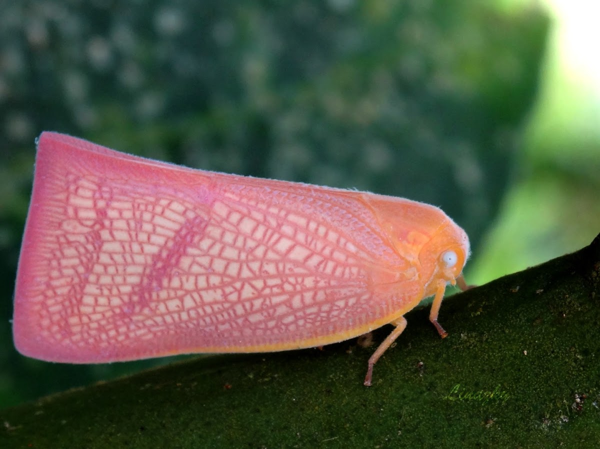 Planthopper | Project Noah