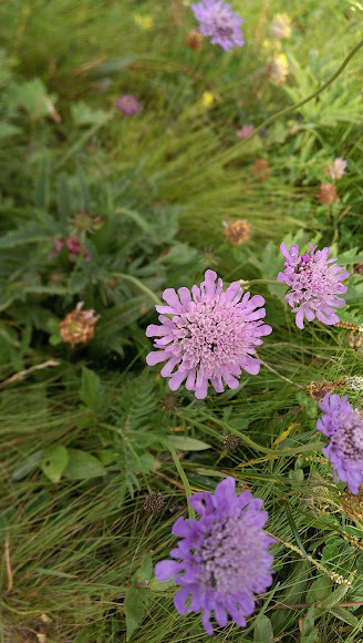 Scabiosa lucida Vill. | Project Noah