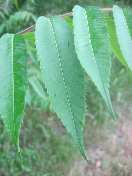 Staghorn Sumac | Project Noah