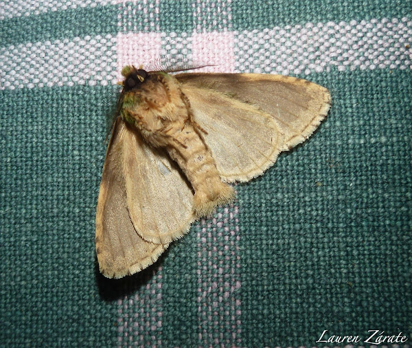 Moss Mimic Moth | Project Noah