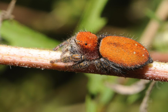 Cardinal jumping spider (female) | Project Noah