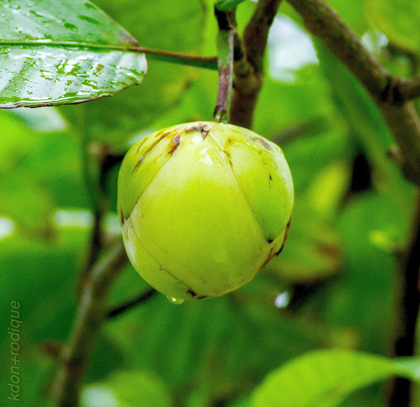 Philippine Catmon | Project Noah