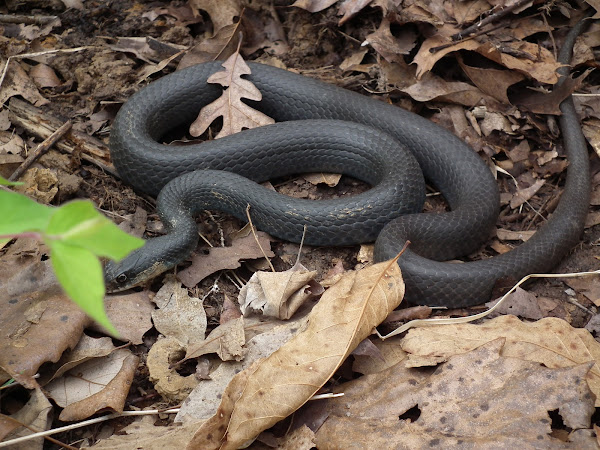 Eastern Racer | Project Noah