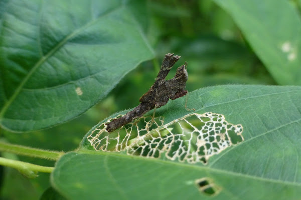 Monkey Grasshopper | Project Noah