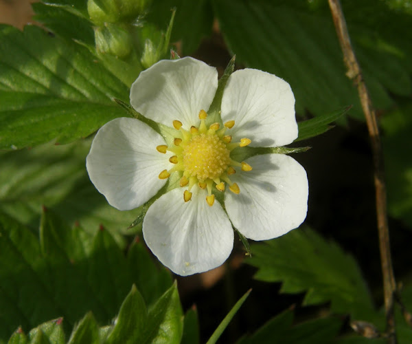 Fragaria (Strawberry flowers) | Project Noah