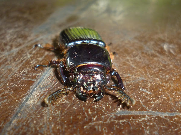 Bess beetle | Project Noah