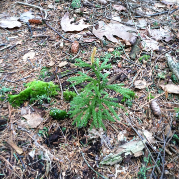 Princess pine | Project Noah