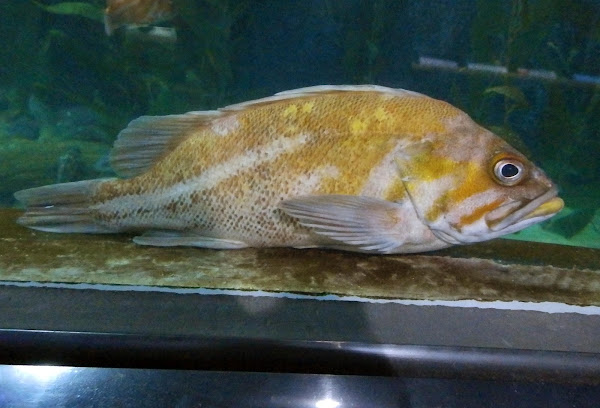 Copper rockfish | Project Noah