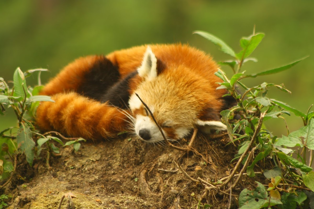 red panda | Project Noah
