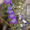 Mexican Blue Penstemon; Gentian Blue Penstemon | Project Noah